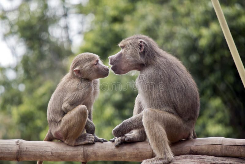 Two young baboons stock image. Image of hairy, monkey - 132198043