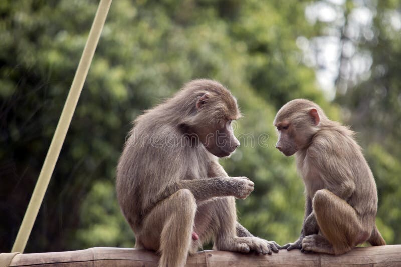 Two Monkeys Talking Stock Photos - Free & Royalty-Free Stock Photos ...