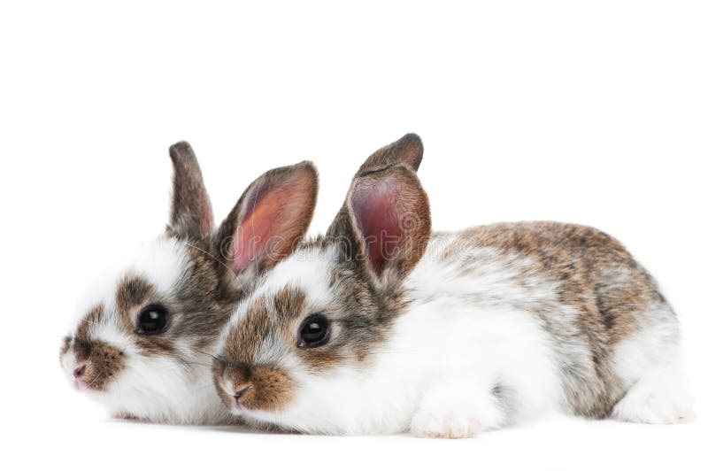 Two Baby Rabbits Isolated on White Stock Image - Image of group, furry ...