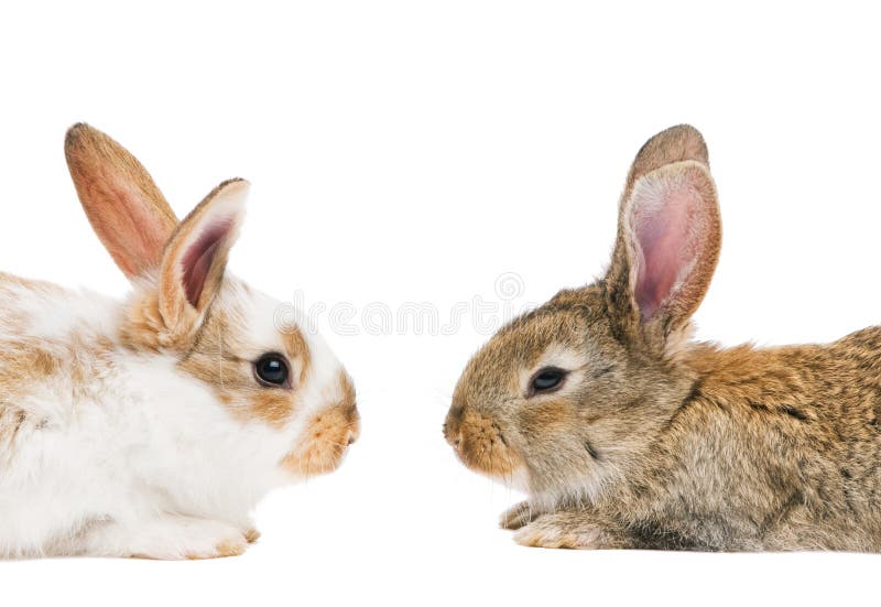 Two Baby Rabbits Isolated on White Stock Image - Image of group, furry ...
