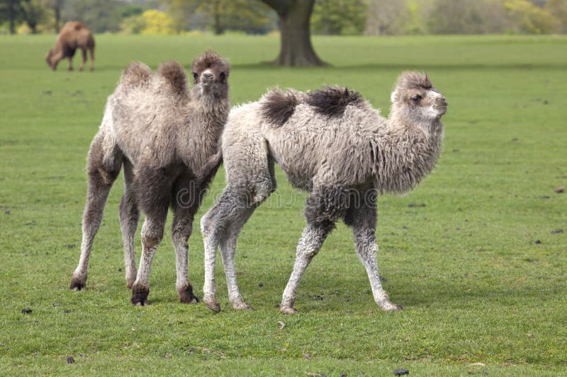 Two Young Bactrian Camels stock photo. Image of bactrian - 53968346