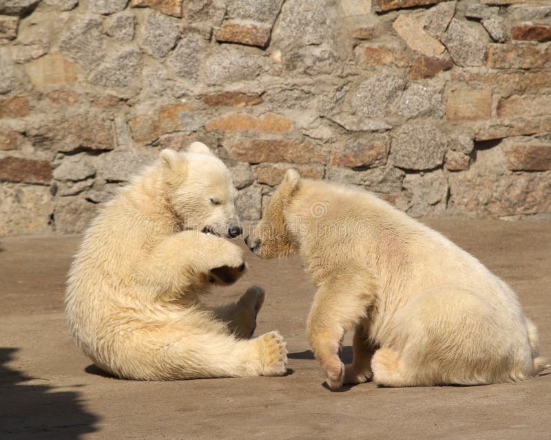 Two Young Polar Bears Playing Stock Photo - Image of bear, happy: 21114662