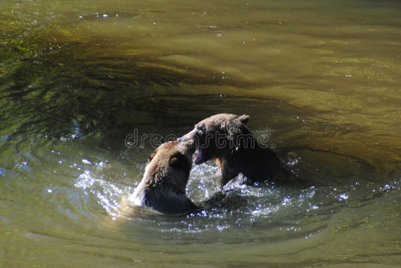 Two Grizzly Bears Playfully Wrestle in a Deep River Pool in the Great ...