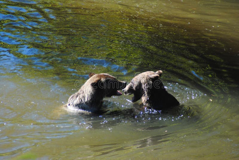 Two Grizzly Bears Playfully Wrestle in a Deep River Pool in the Great ...