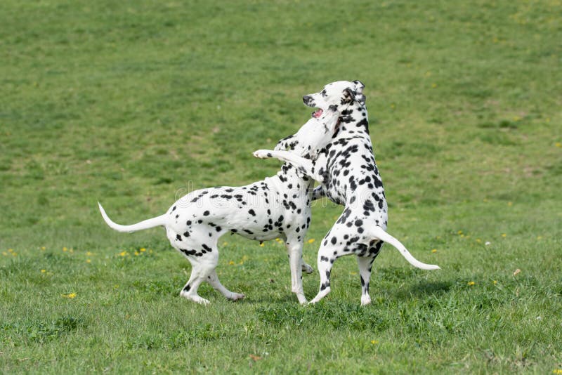 Two Young Beautiful Dalmatian Dogs Stock Photo - Image of guard, coat ...