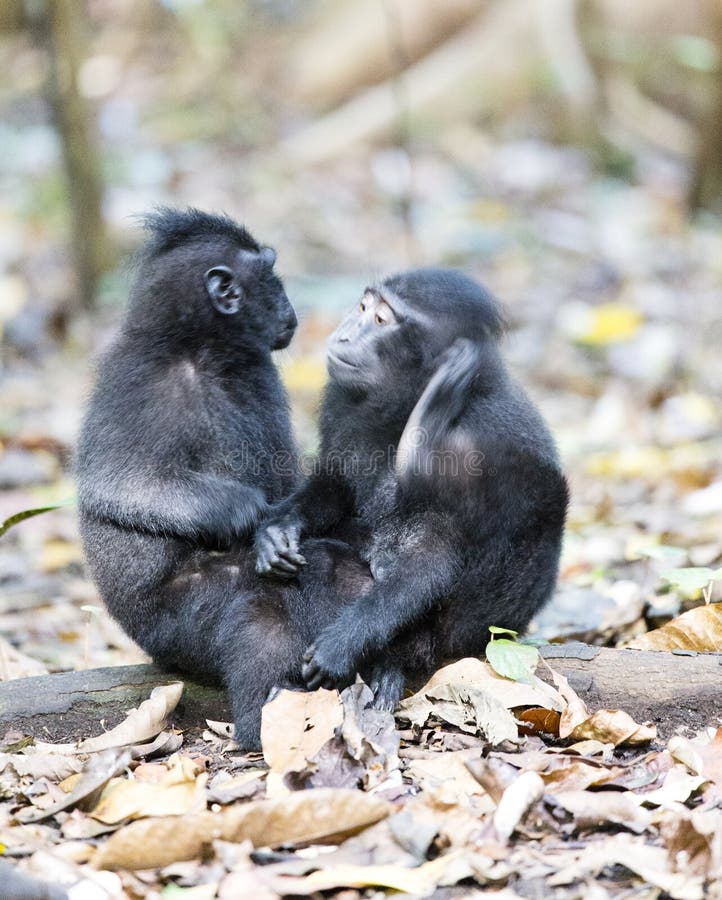 Two young black macaques stock photo. Image of monkey - 104286274