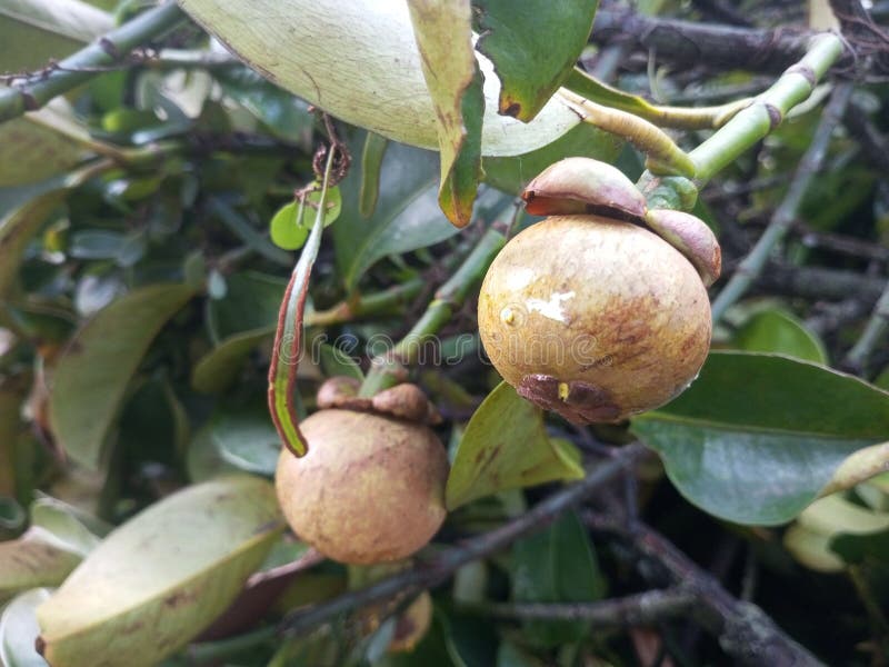 Two Young Black Mangosteens Still Hanging on the Tree Stock Image ...