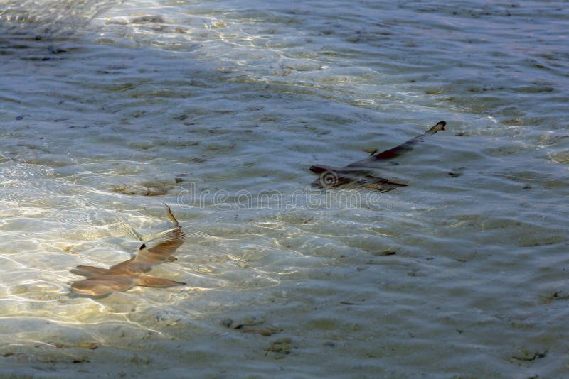 Two Young Black Point Reef Sharks Stock Photo - Image of catch, beige ...