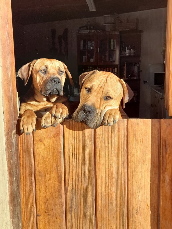 Two Young Boerboel Dogs Peeking Over Kitchen Door Stock Image - Image ...