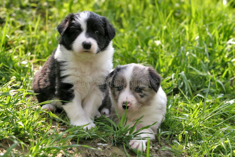 Two young border collies stock photo. Image of obedient - 859328