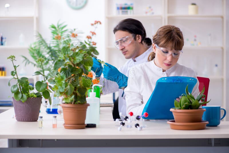 The the Two Young Botanist Working in the Lab Stock Photo - Image of ...