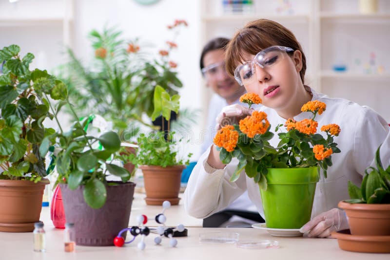 The the Two Young Botanist Working in the Lab Stock Photo - Image of ...