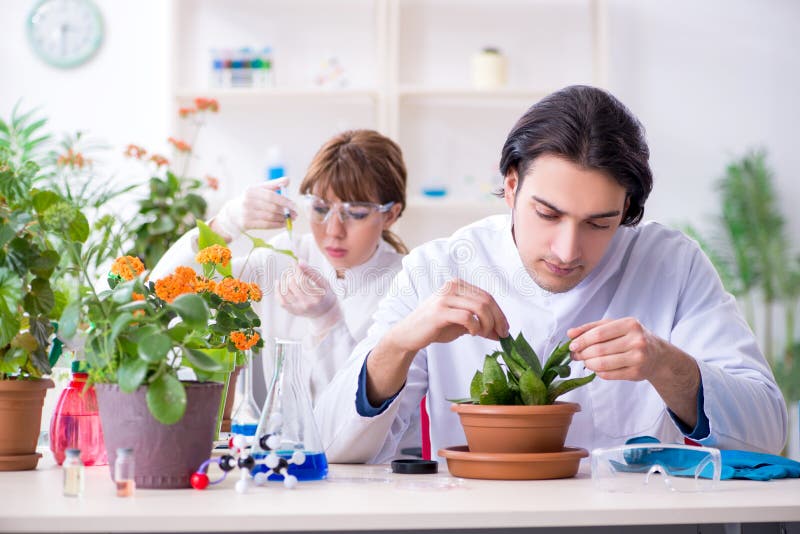 The the Two Young Botanist Working in the Lab Stock Photo - Image of ...
