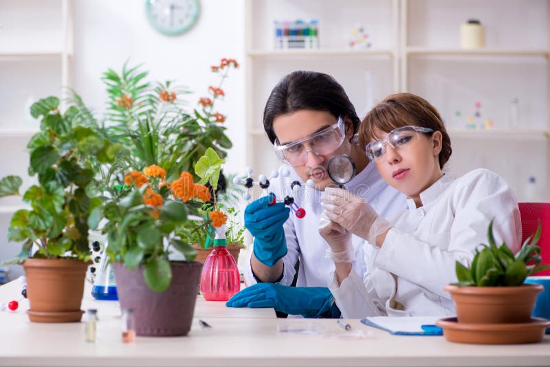 Two Young Botanist Working in the Lab Stock Image - Image of analyzing ...