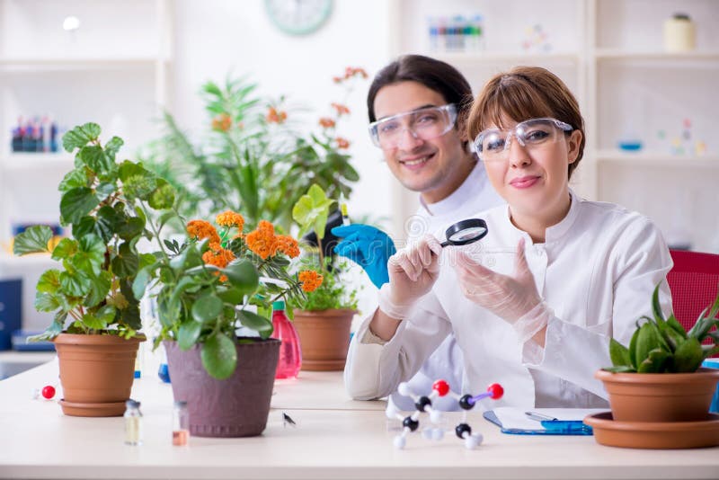 Two Young Botanist Working in the Lab Stock Photo - Image of organic ...