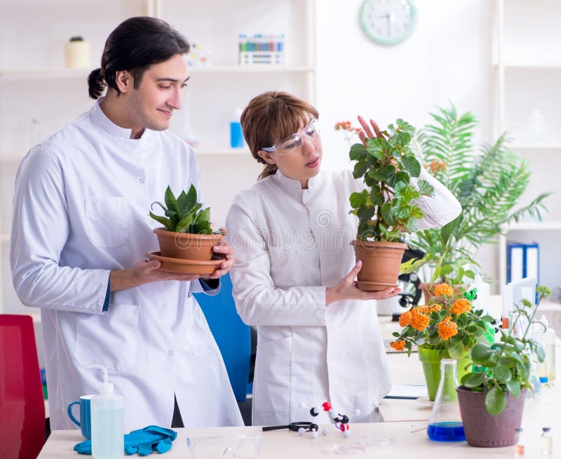 Two Young Botanist Working in the Lab Stock Image - Image of ...
