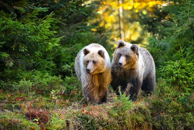 Two Young Brown Bears in the Authumn Forest Stock Image - Image of ...