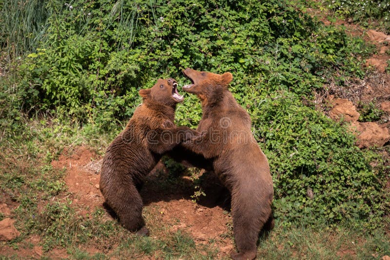 Two Young Brown Bears, Fighting Stock Photo - Image of wild, snout ...