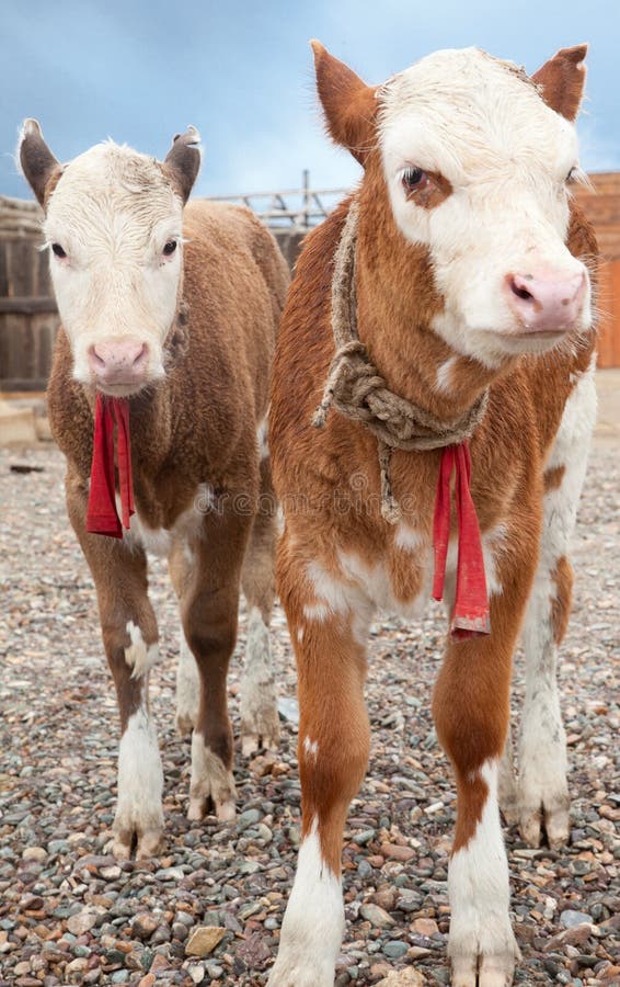 Two young bull stock photo. Image of staring, calf, paddock - 16733930