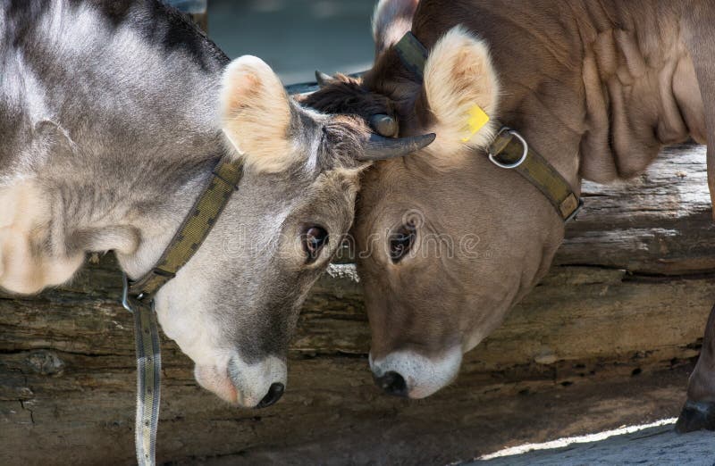 Two Bulls Is Fighting -sport Stock Image - Image of bull, arena: 32747923