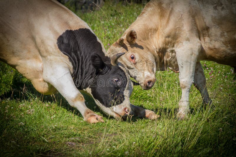 Two young bulls stock photo. Image of meadow, grass, fight - 59045938