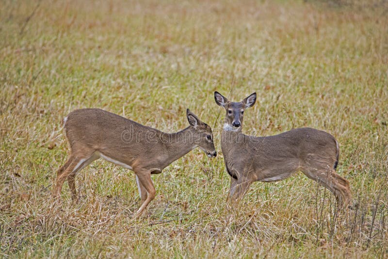 Two Young Button Bucks Playing Together. Stock Image - Image of head ...