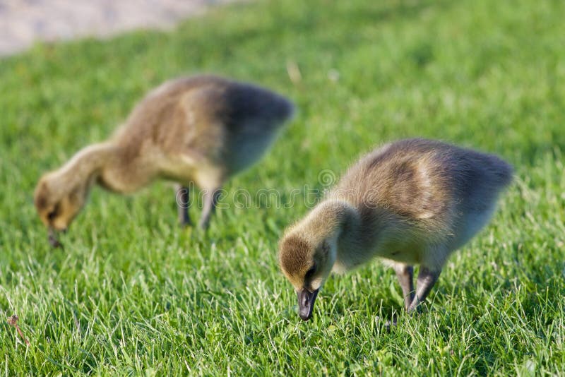 Two young cackling geese stock image. Image of canadian - 55567861