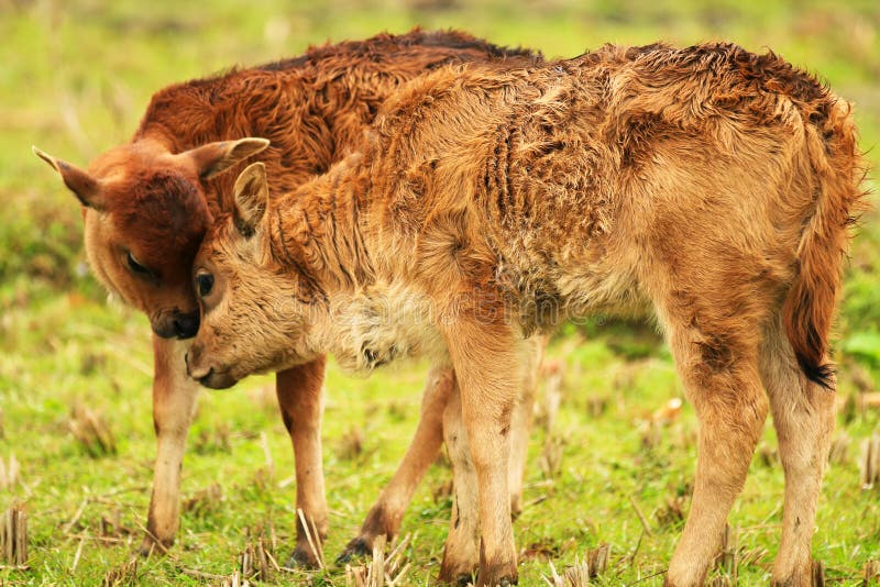 Two Young Calves Playing on the Grass Stock Image - Image of head, asia ...