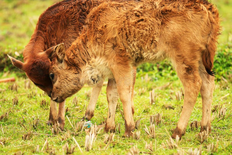Two Young Calves Playing on the Grass Stock Photo - Image of china ...