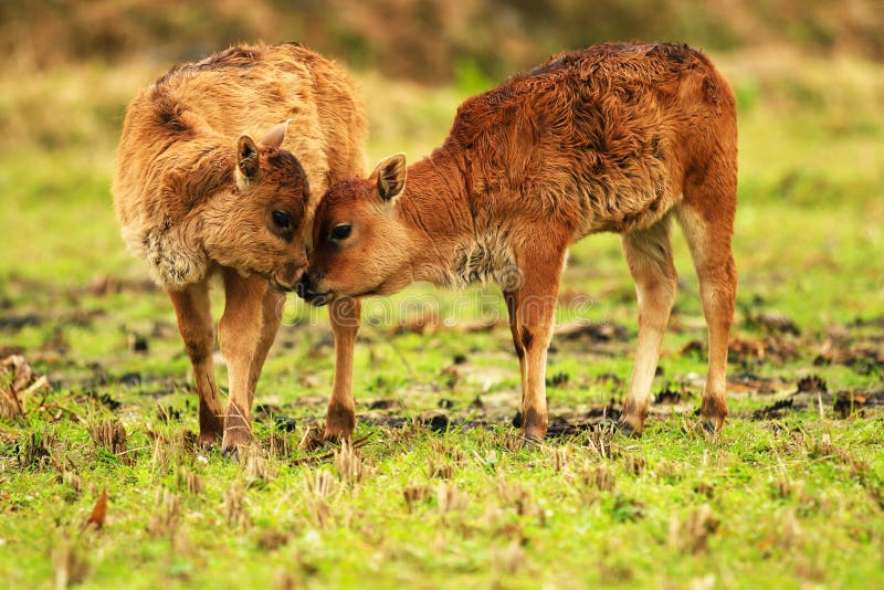 Two Young Calves Playing on the Grass Stock Photo - Image of cows ...