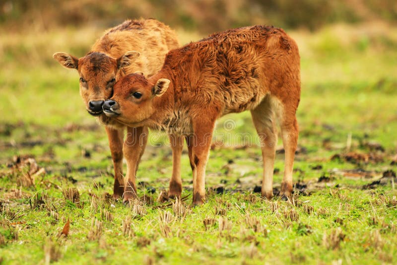 Two Young Calves Playing on the Grass Stock Photo - Image of ...
