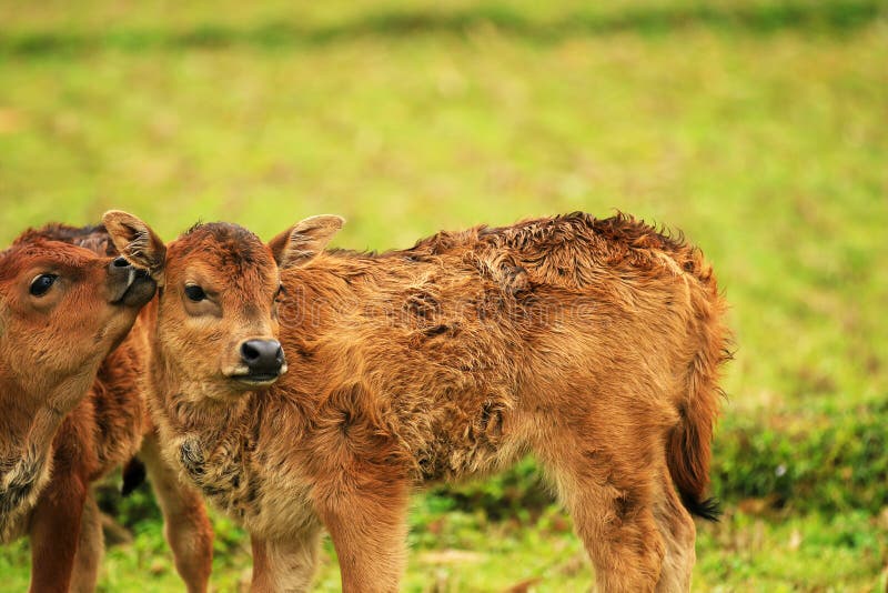 232 Calves Playing Stock Photos - Free & Royalty-Free Stock Photos from ...
