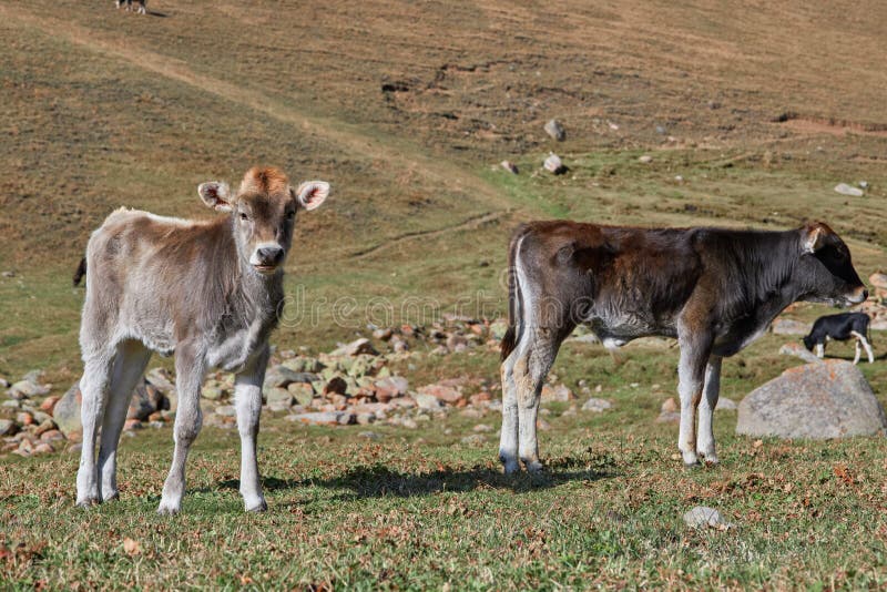 Two Young Calves are Standing in a Grassy Field Stock Image - Image of ...