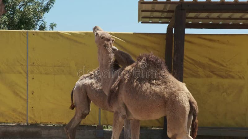 Two Young Camels are Playing in a Park in Cyprus Stock Video - Video of ...