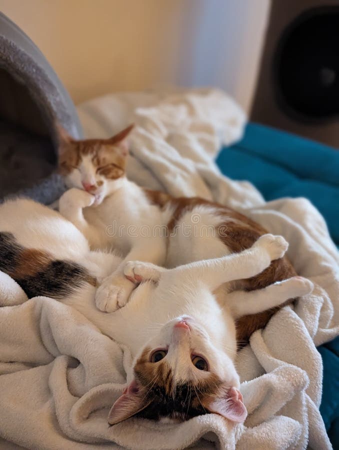 Two Young Cats Cuddling on Blanket Stock Image - Image of comfy, cats ...