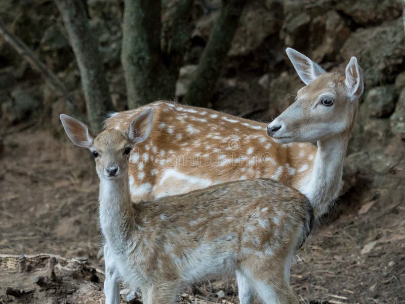Two young Cervus dama deer stock photo. Image of countryside - 76310356