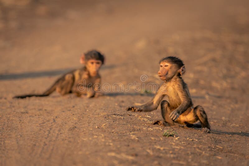 Two Young Chacma Baboons Play on Track Stock Image - Image of safari ...