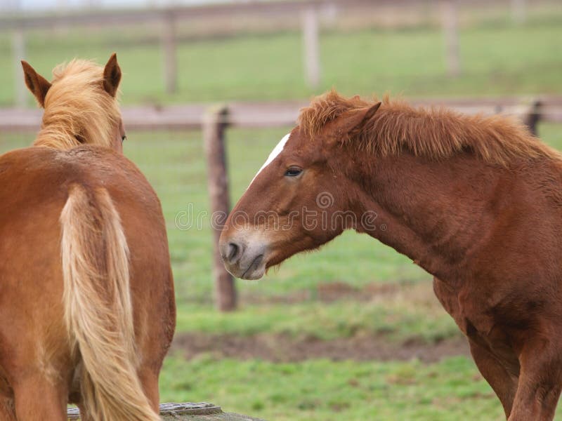 Young Horse Behavior stock image. Image of behavior - 109650057