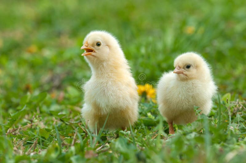 Two young chickens stock image. Image of fluffy, newborn - 128360391