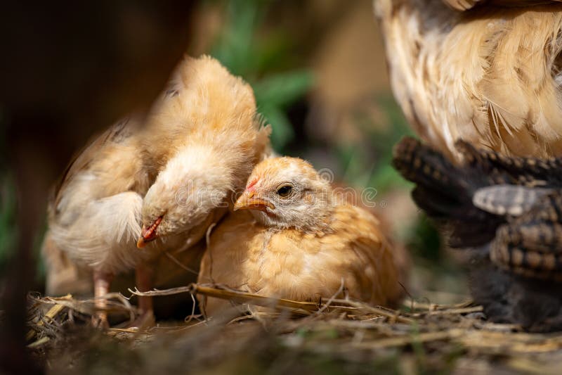 Two Baby Chickens are Standing in the Middle of a Pile Stock Image ...