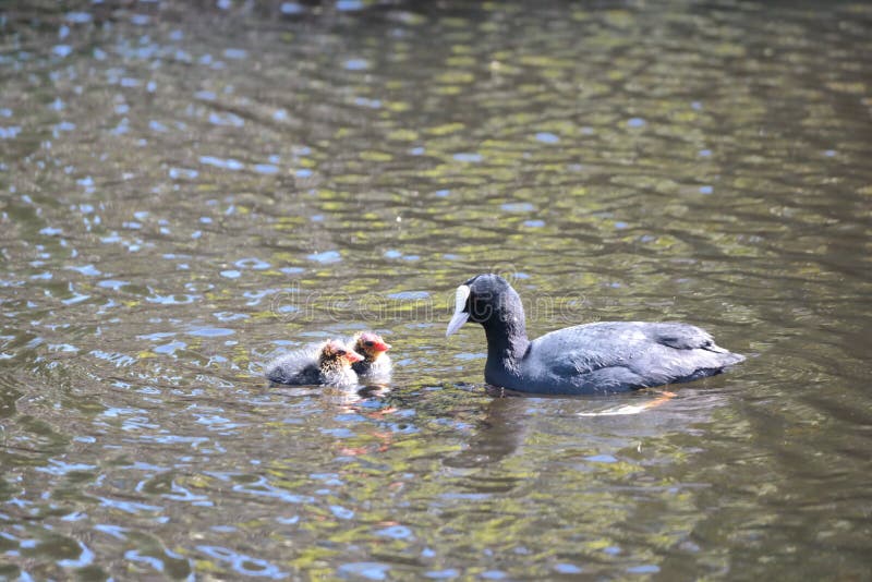 Young Coots, Coot Fledgling with Big Feet in Lake Stock Photo - Image ...