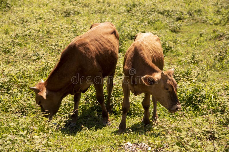 Two Young Cows Graze on a Green Meadow . Stock Photo - Image of outdoor ...
