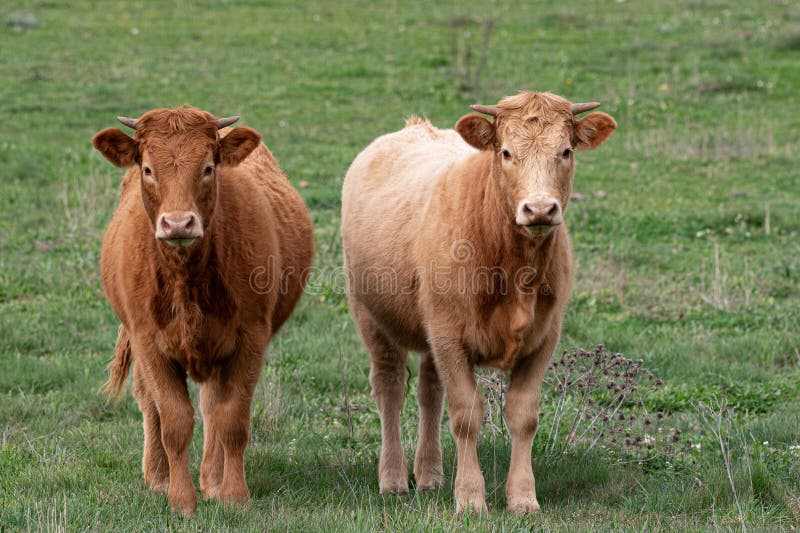 Two Young Cows in the Meadow Looking at Camera Stock Photo - Image of ...