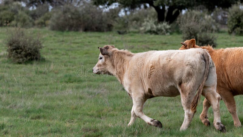 Two Young Cows Running through the Meadow Stock Photo - Image of breed ...