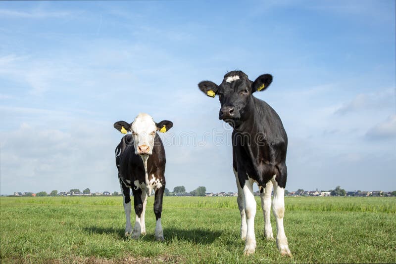 Two Young Cows Standing in a Pasture Under a Blue Sky Stock Image ...