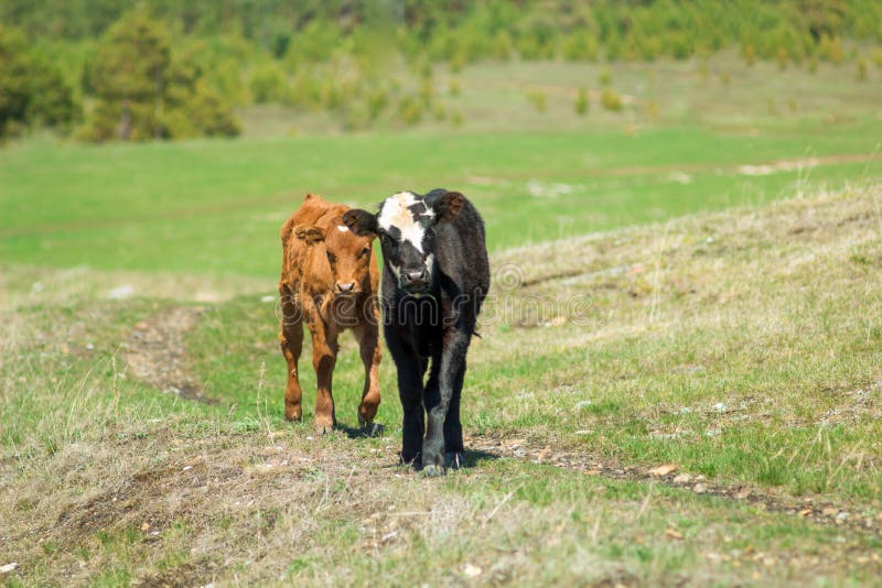 Two young cows stock image. Image of farm, cute, white - 93641679