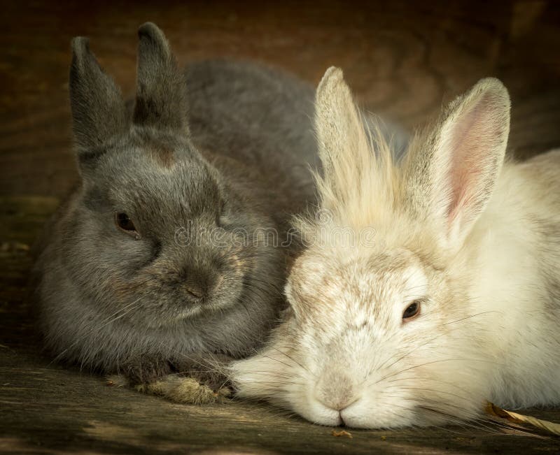 Two Dwarf Rabbits Cleaning Each Other Stock Image - Image of eyes ...