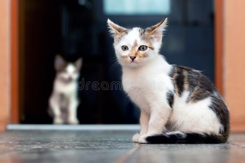 Two Young Cute Cats are Sitting on the Floor in the Room Stock Photo ...