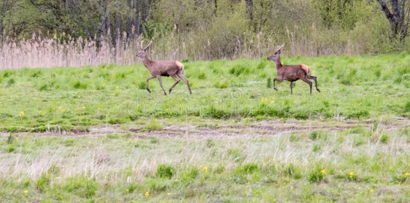 Two Young Deer Run Across a Field Stock Image - Image of pasture, field ...
