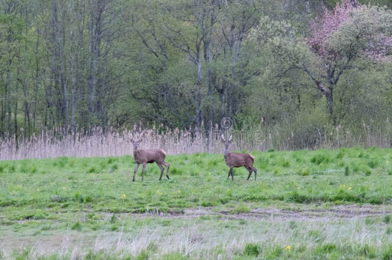 Two young deer in spring stock image. Image of wildlife - 381455409